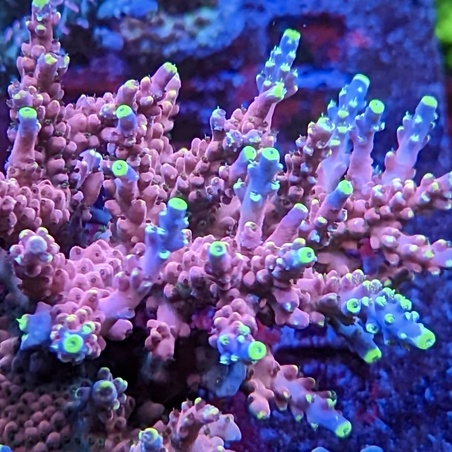 Candyland Acro - Cut to Order Frag – ReefUnderTheRoof