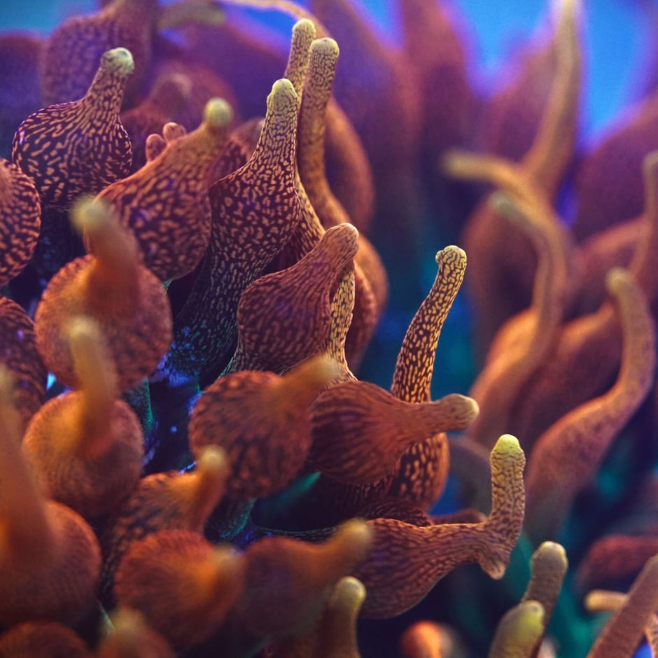 All Corals – ReefUnderTheRoof