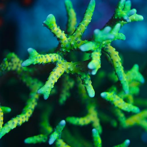 Green Goblin Anacro - Cut to Order Frag – ReefUnderTheRoof